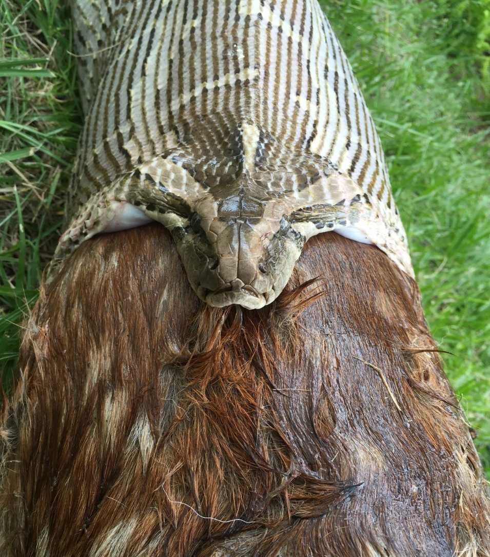 UC study explains how Burmese pythons can eat deer, other big prey ...