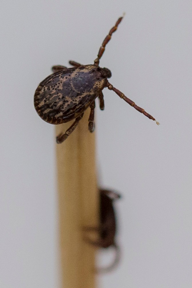 UC study: Hungry ticks work harder to find you | University of Cincinnati
