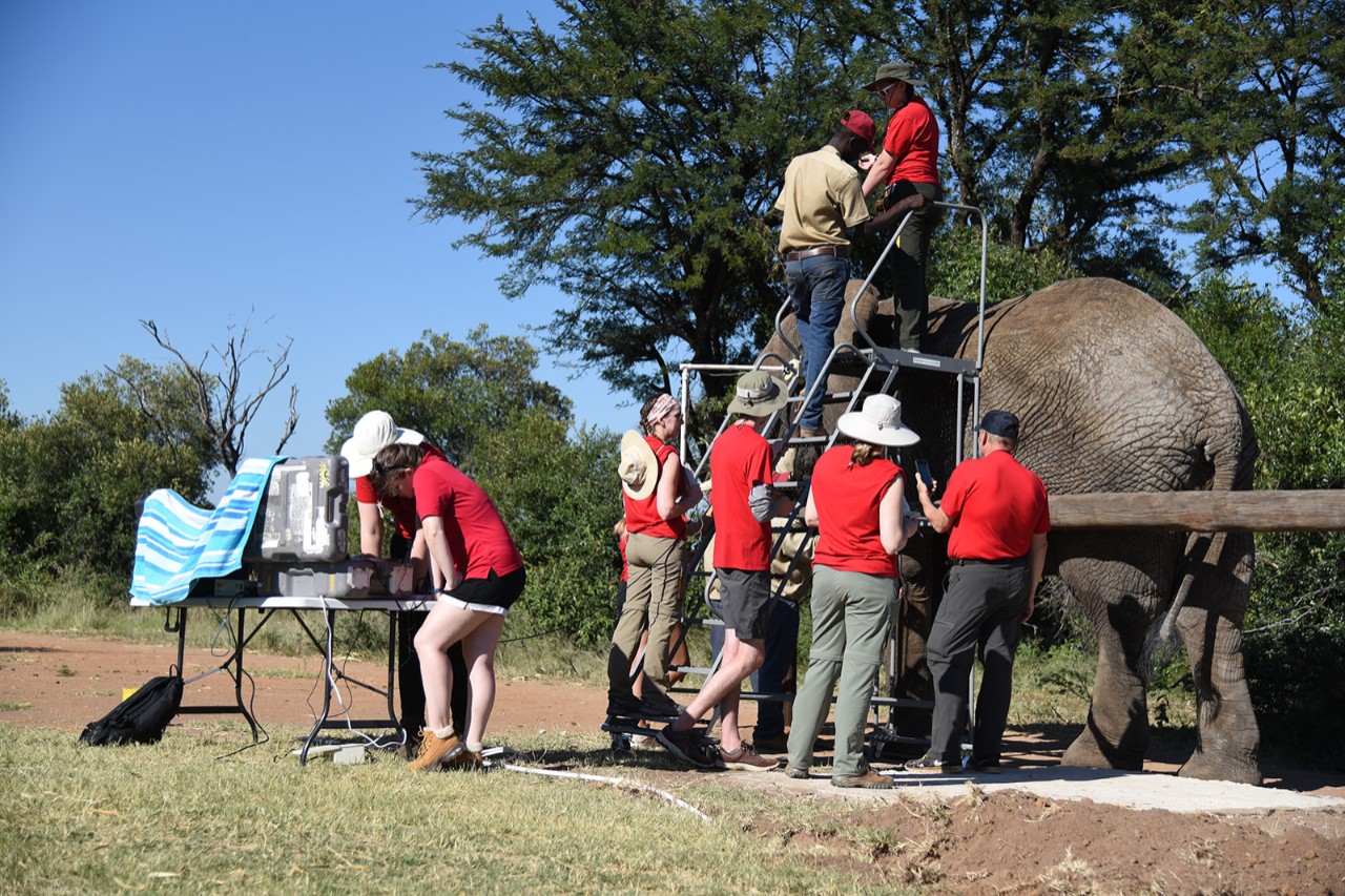 What the herd heard: UC team studies African elephants | University of ...
