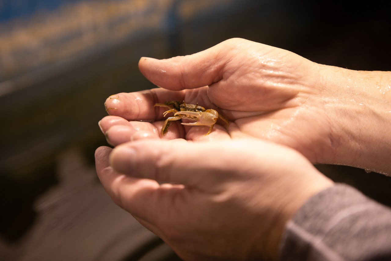 UC biologists invent simple color vision test for animals | University ...