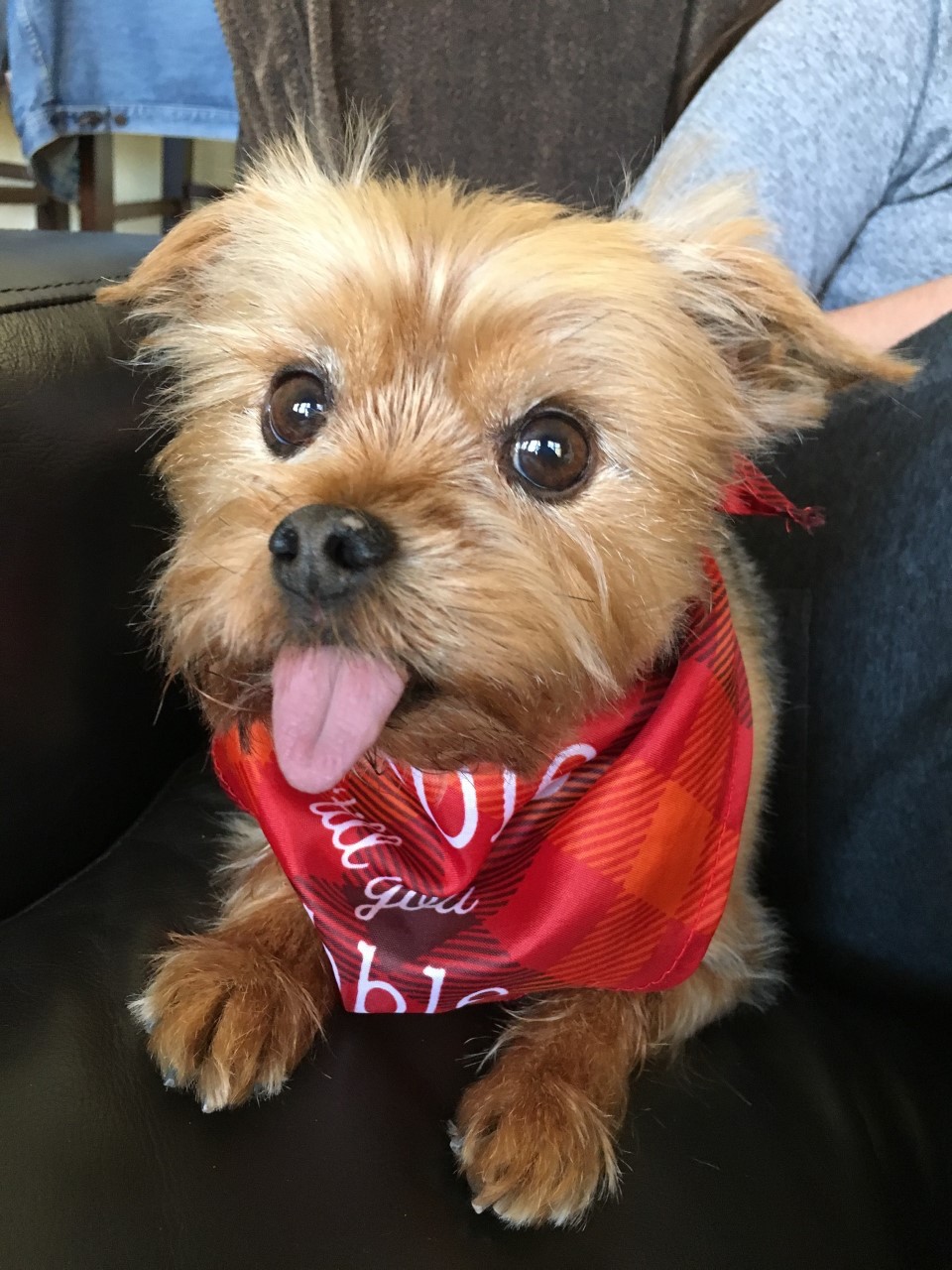 UC faculty and staff share help from pets while working from home ...