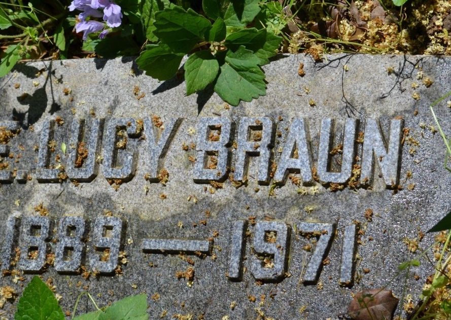 UC creates living tribute to trail-blazing Ohio botanist E. Lucy Braun ...