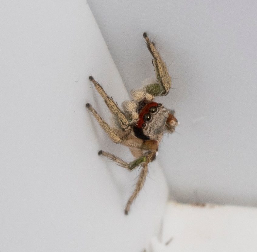 Daily Mail: Meet a colorful but colorblind spider | University of ...