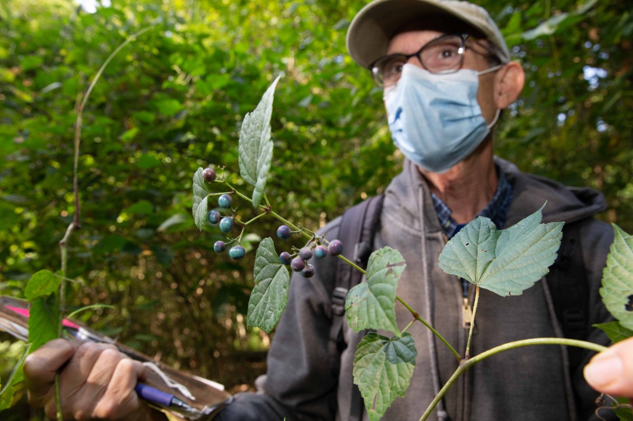 Invasive species are taking over Ohio forests | University of Cincinnati