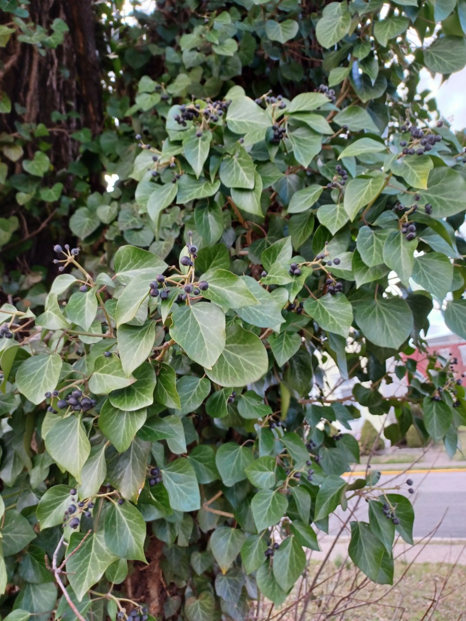 Invasive species are taking over Ohio forests | University of Cincinnati