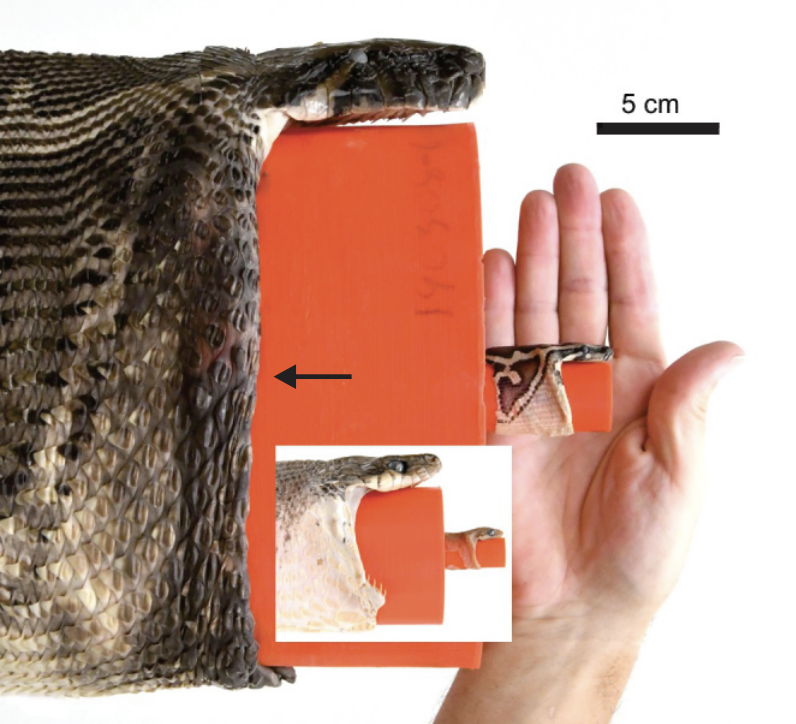 UC study explains how Burmese pythons can eat deer, other big prey ... UC study explains how Burmese pythons can eat deer, other big prey ...