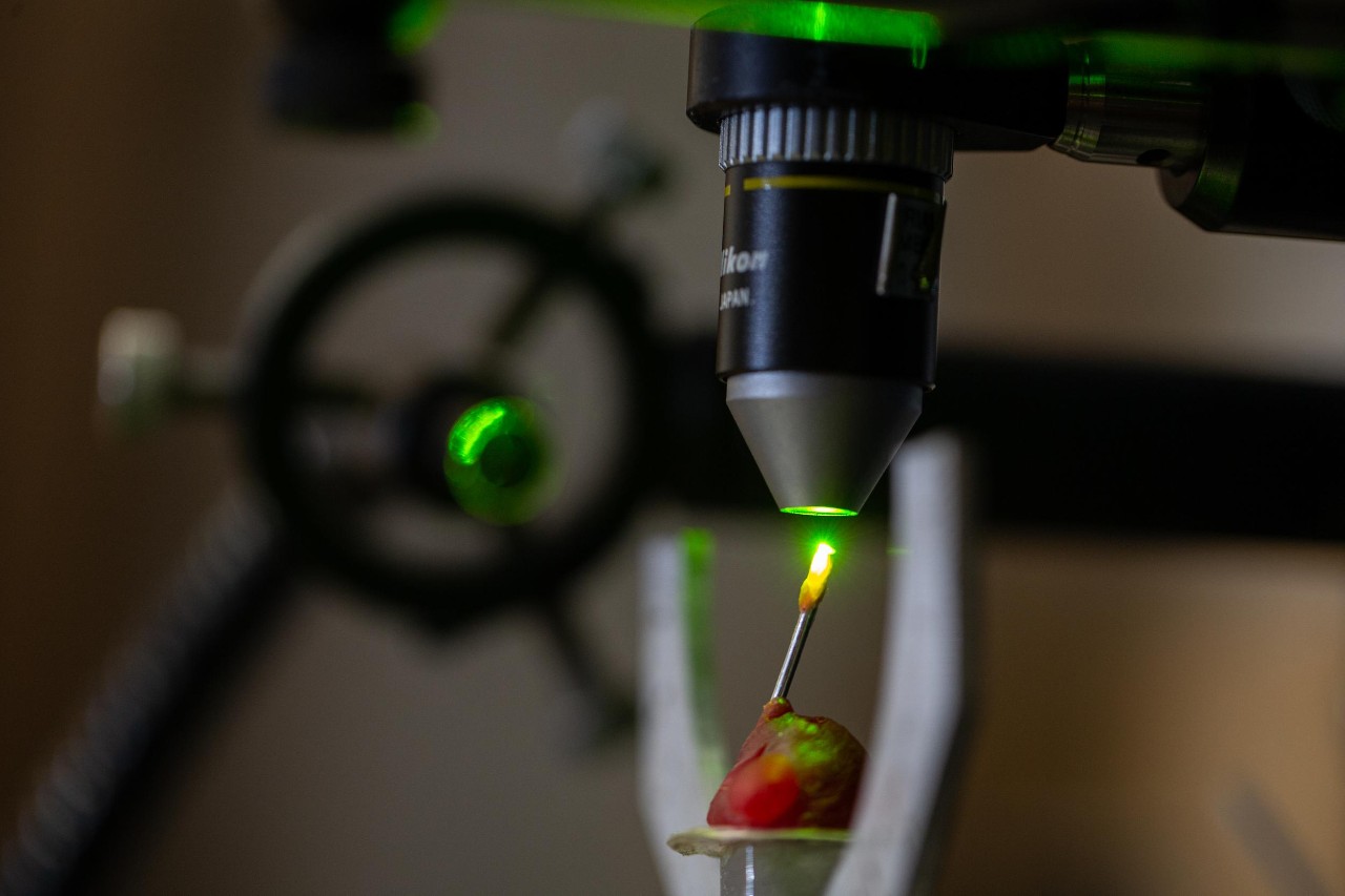 Starving spiders begin to lose their vision | University of Cincinnati