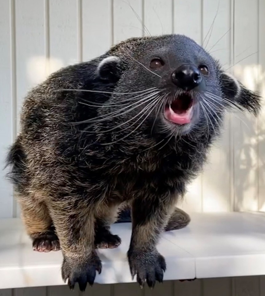 WLWT: UC Bearcat nominated for Mascot Hall of Fame | University of ...