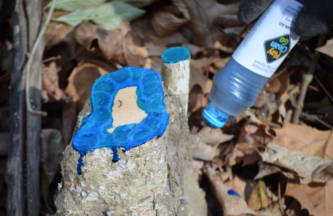 New plant invader grows wild in more U.S. forests | University of ...