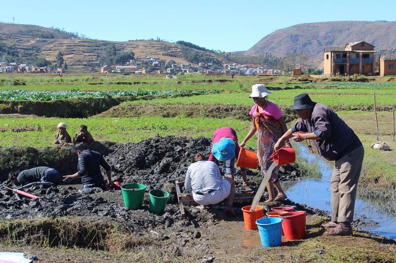 Madagascar's hippos were forest dwellers | University of Cincinnati