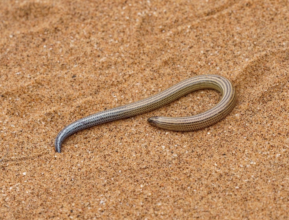 UC biologist sheds light on biology of Dune's sandworms | University of ...